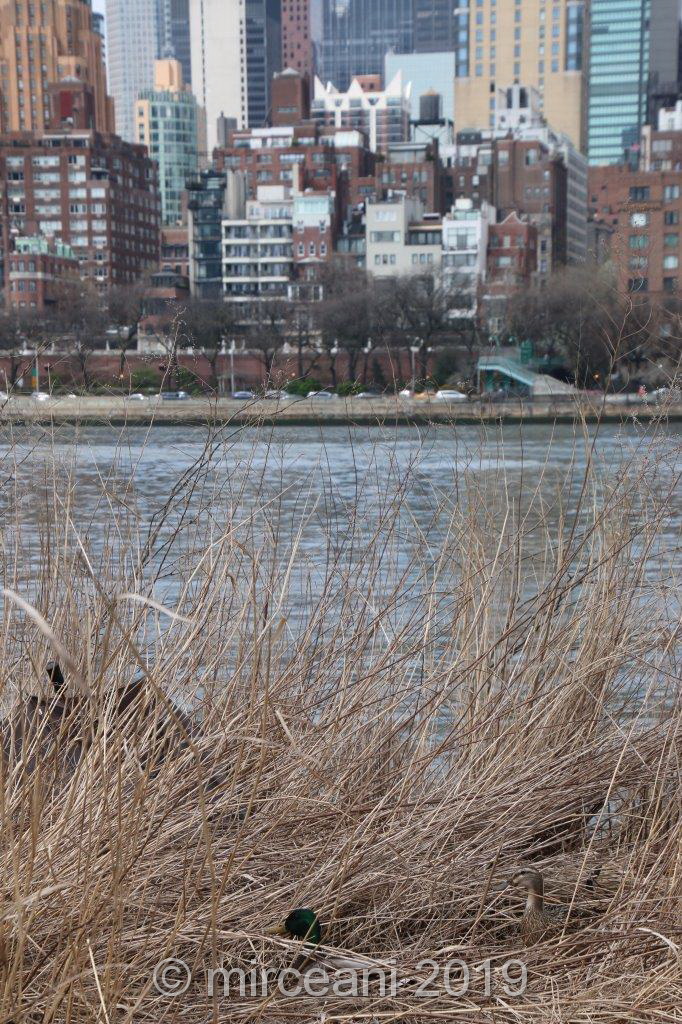 2019_04_13_63864 | Manhattan (and not only) - Faces & Places