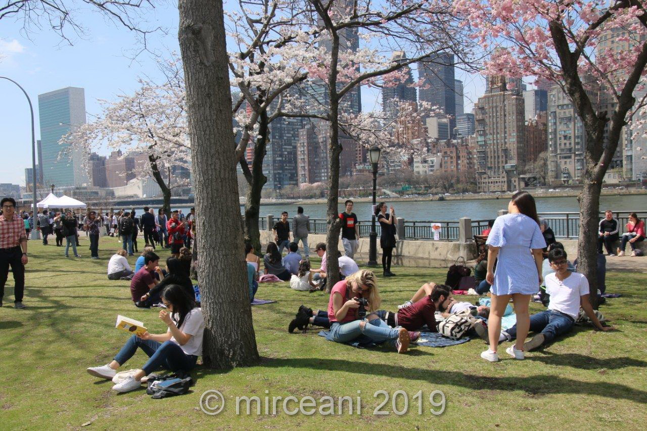 Roosevelt Island Cherry Blossom | Manhattan (and not only) - Faces & Places