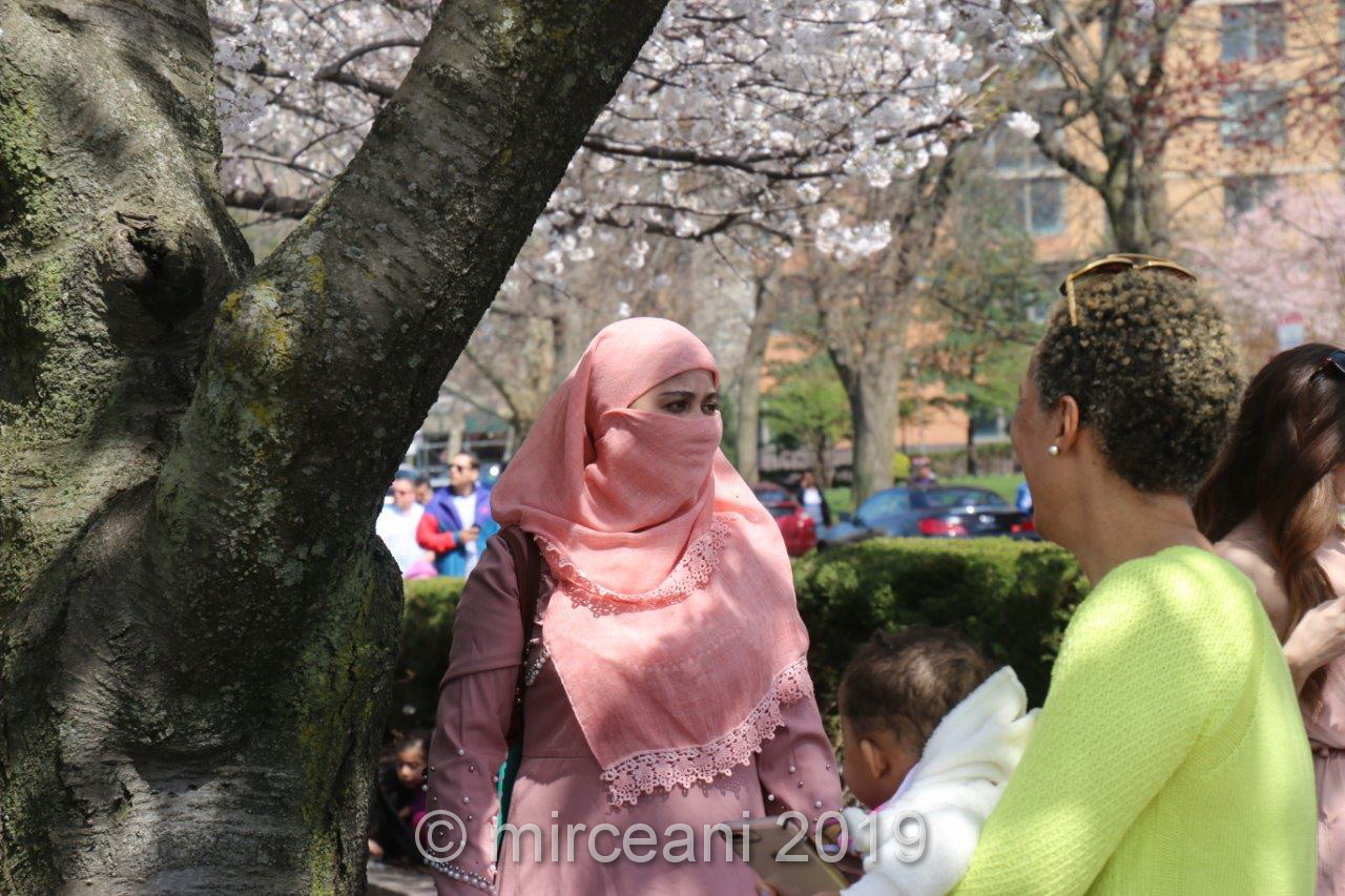 Roosevelt Island Cherry Blossom | Manhattan (and not only) - Faces & Places